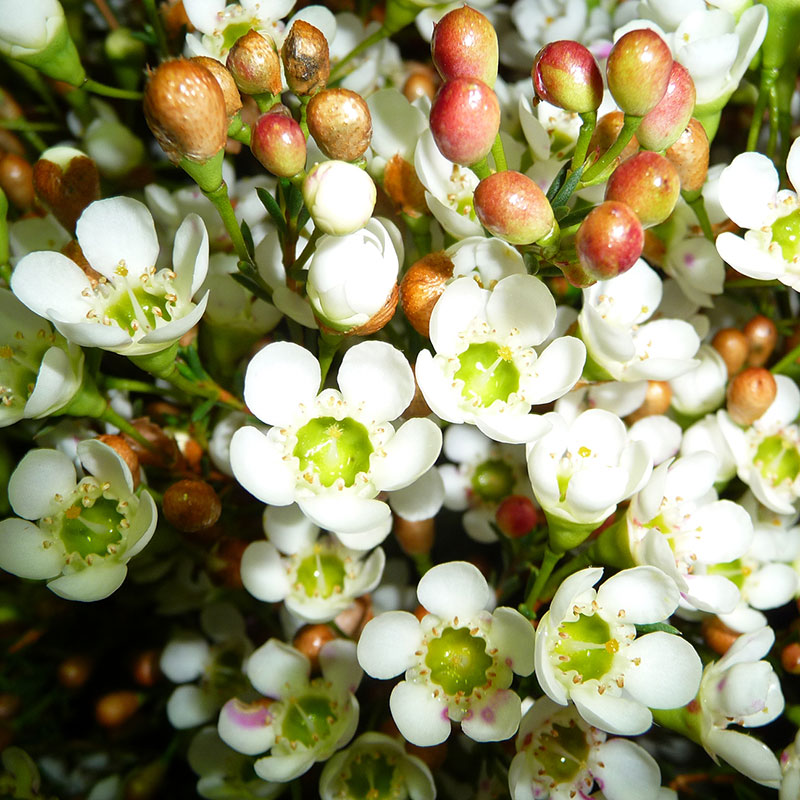 Waxflower - PremiumGreensAustralia