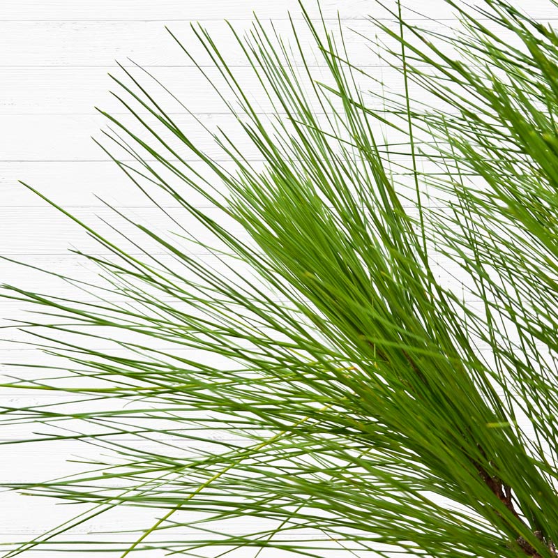 Aussie Pine Tails™ close-up | Premium Greens Australia