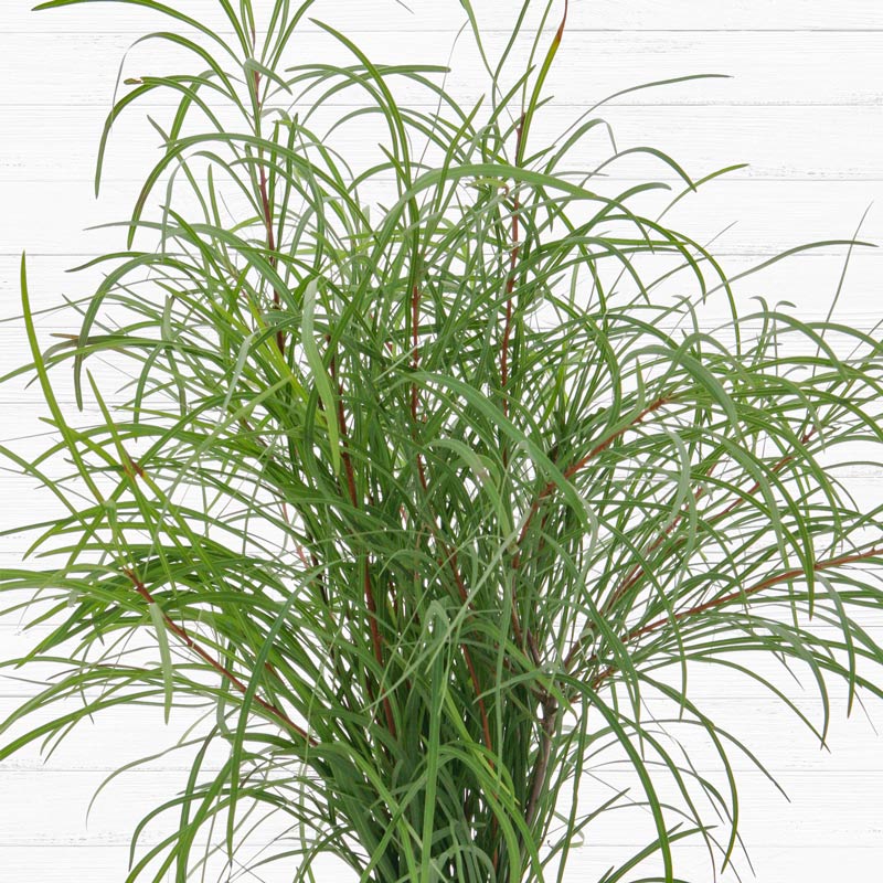 Ferns & Foliages | Premium Greens Australia