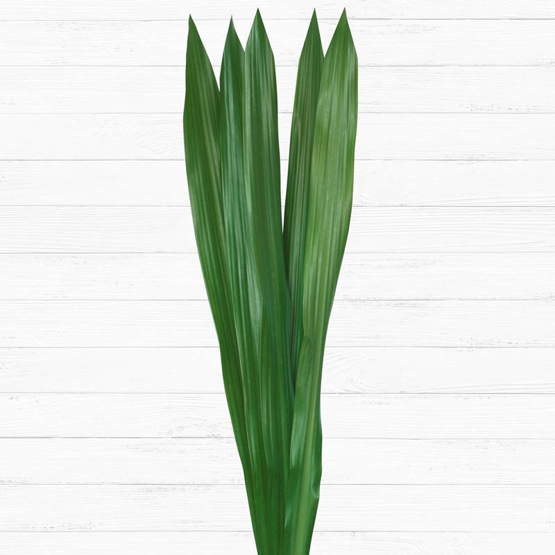 Ferns & Foliages | Premium Greens Australia