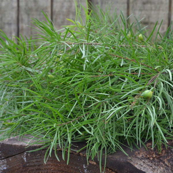 Sapphire Bush™ | Premium Greens Australia