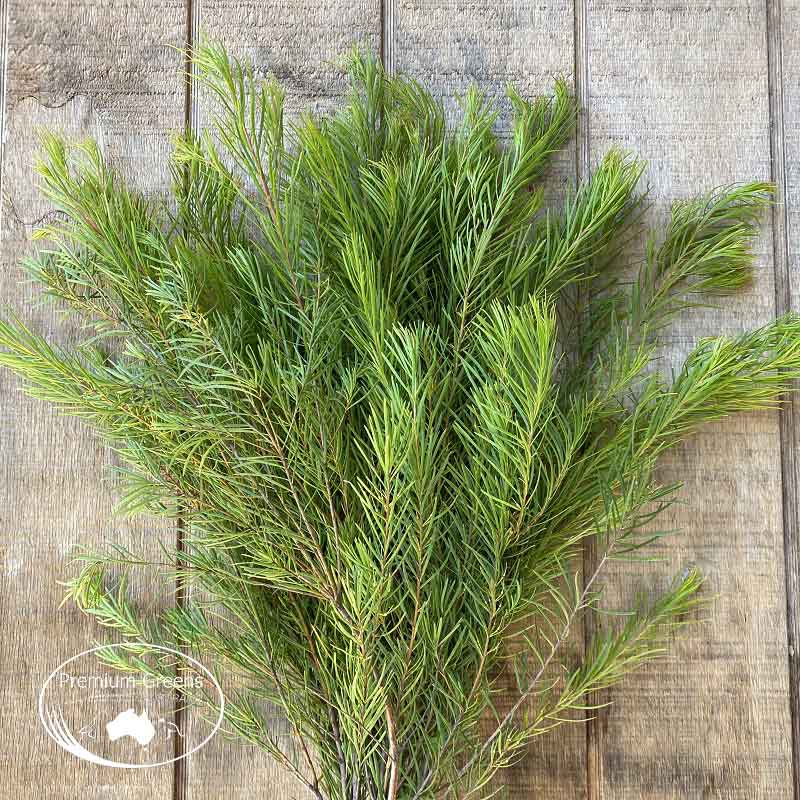 Sapphire Bush™ | Premium Greens Australia