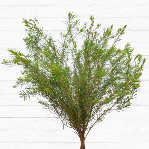 Goanna Claw™ | Premium Greens Australia